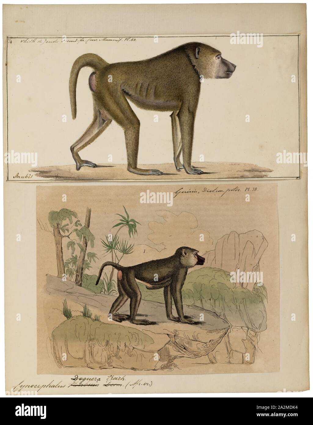 Cynocephalus doguera, Print, The Philippine flying lemur or Philippine ...