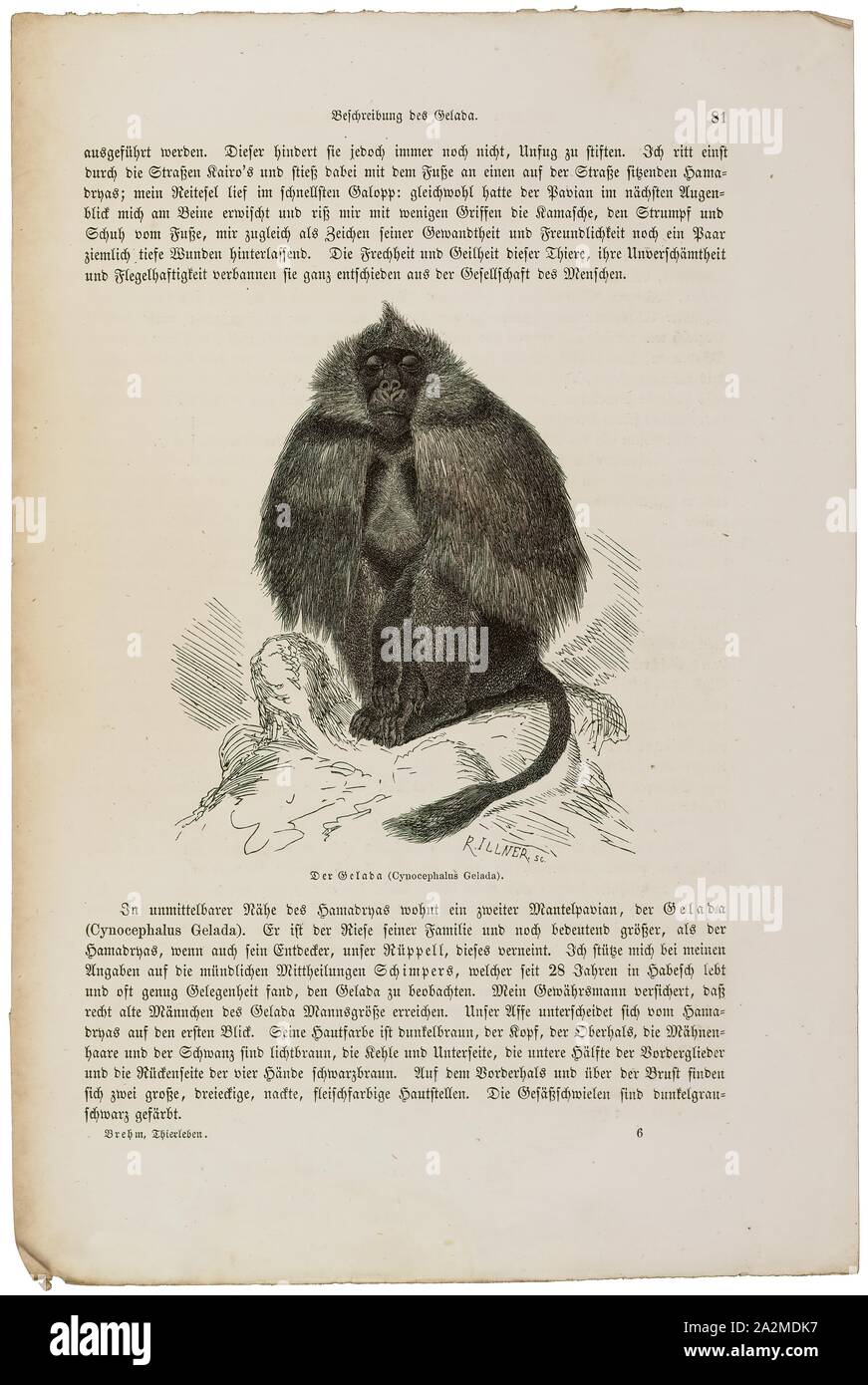Cynocephalus gelada, Print, The Philippine flying lemur or Philippine ...