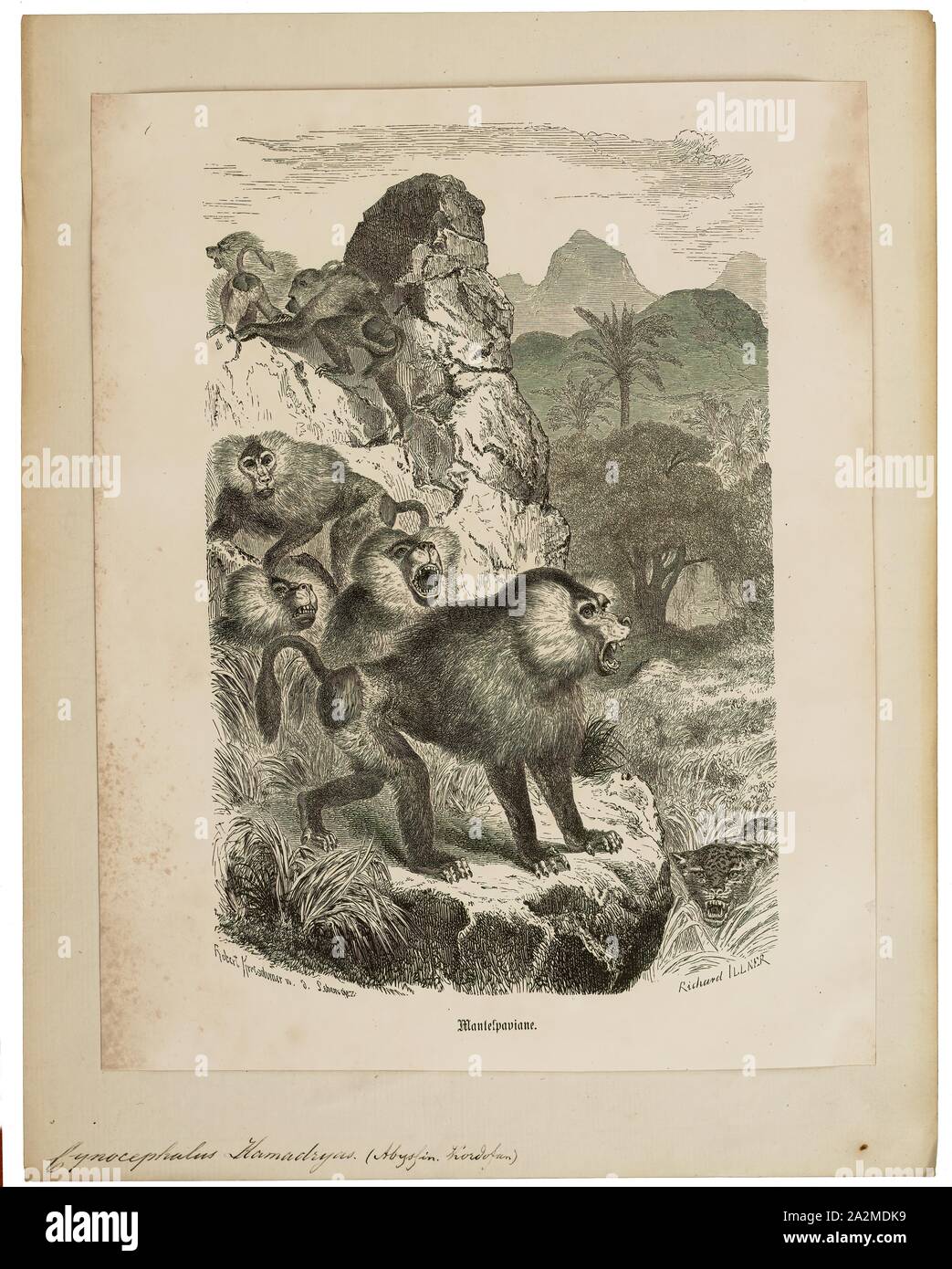 Cynocephalus hamadryas, Print, The Philippine flying lemur or ...