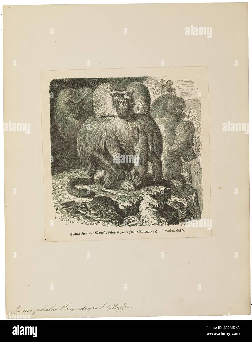 Cynocephalus hamadryas, Print, The Philippine flying lemur or ...