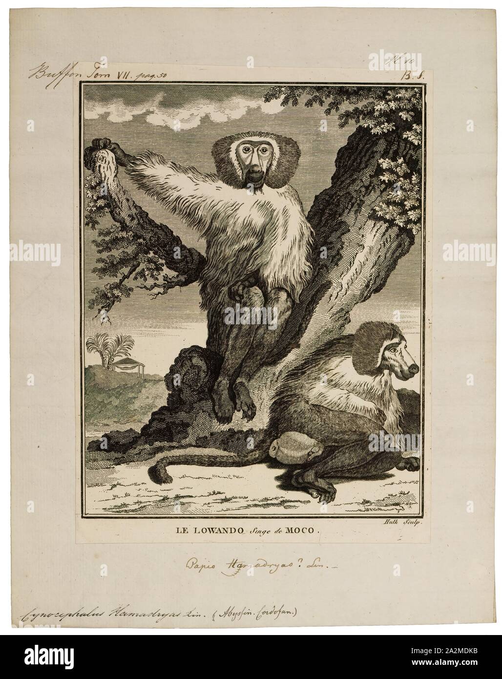 Cynocephalus hamadryas, Print, The Philippine flying lemur or ...