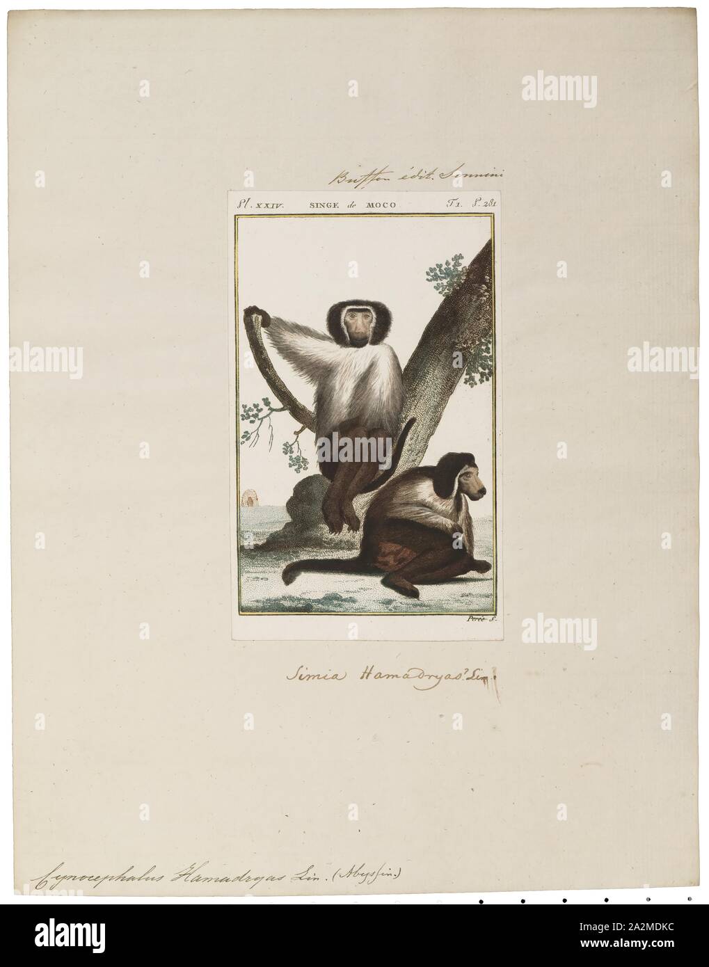 Cynocephalus hamadryas, Print, The Philippine flying lemur or ...