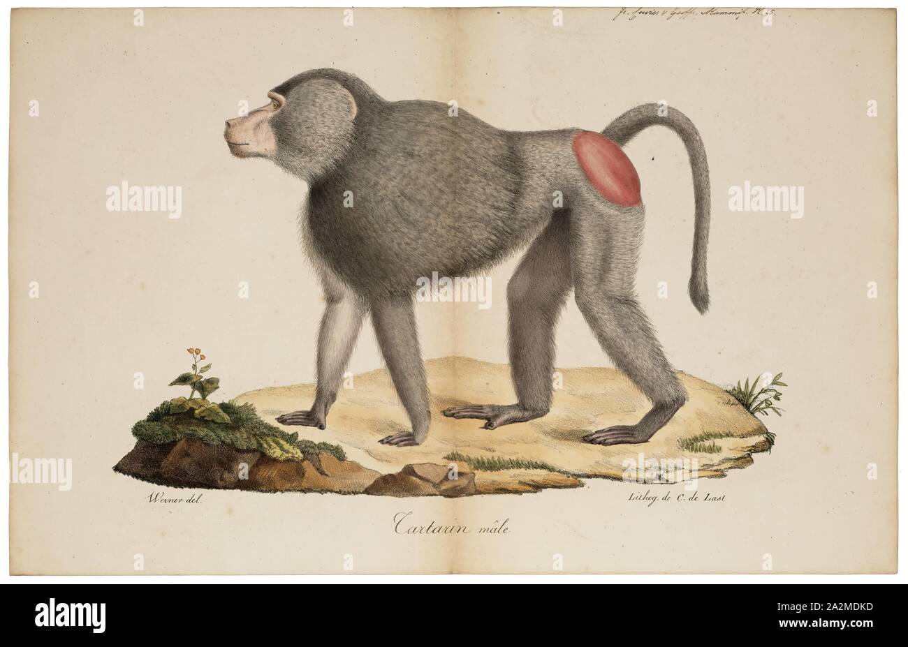 Cynocephalus hamadryas, Print, The Philippine flying lemur or ...