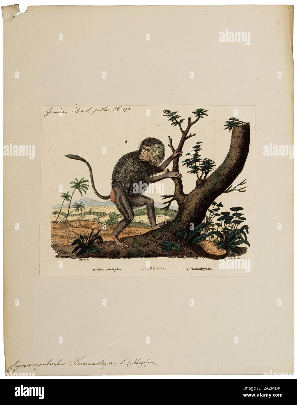 Cynocephalus hamadryas, Print, The Philippine flying lemur or ...