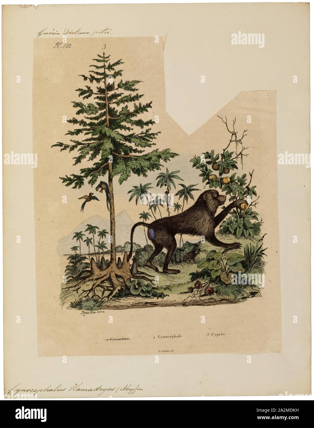 Cynocephalus hamadryas, Print, The Philippine flying lemur or ...