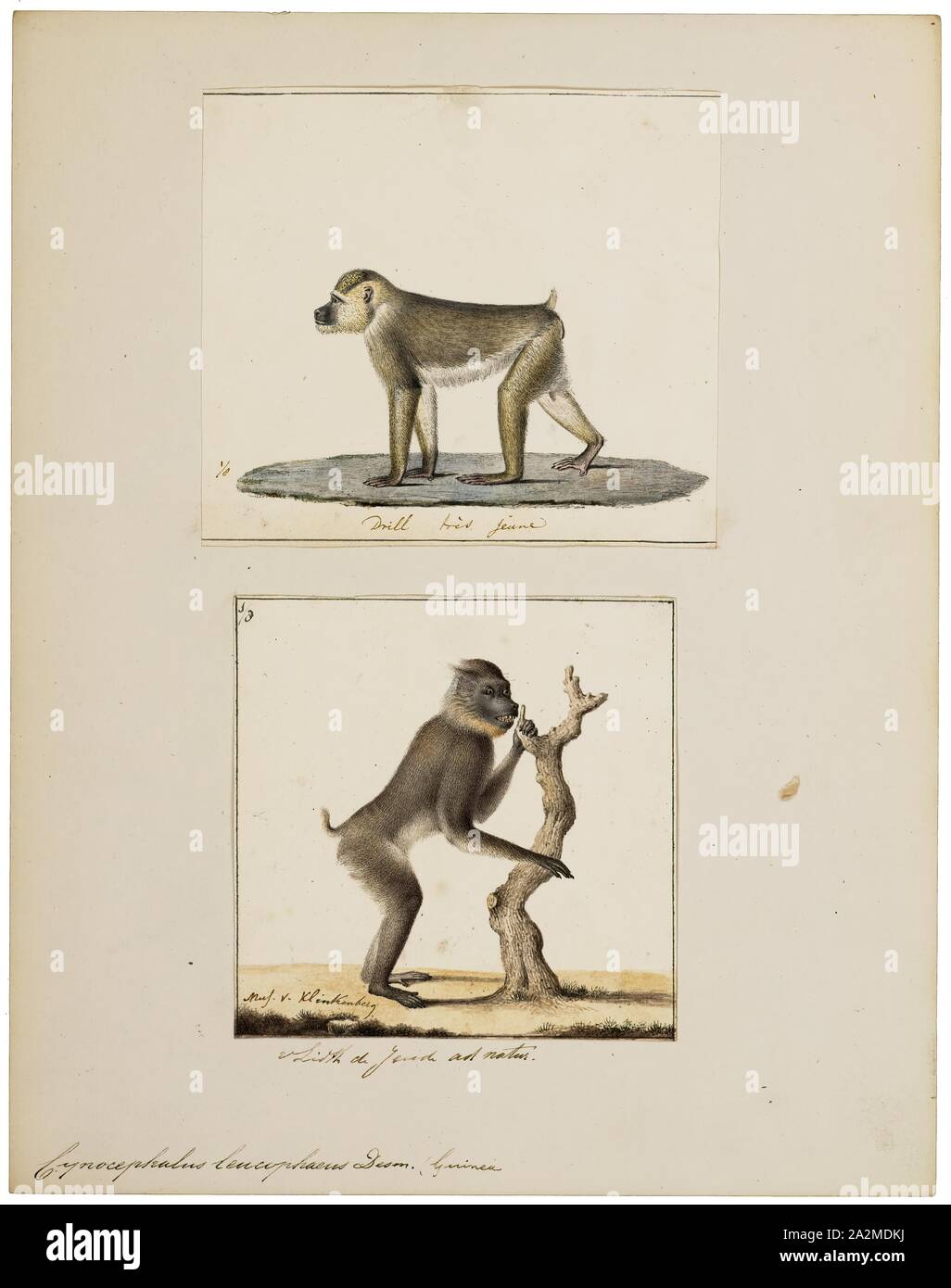 Cynocephalus leucophaeus, Print, The Philippine flying lemur or ...