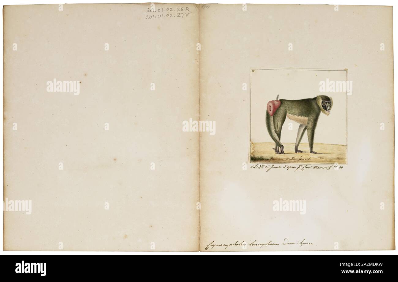 Cynocephalus leucophaeus, Print, The Philippine flying lemur or ...