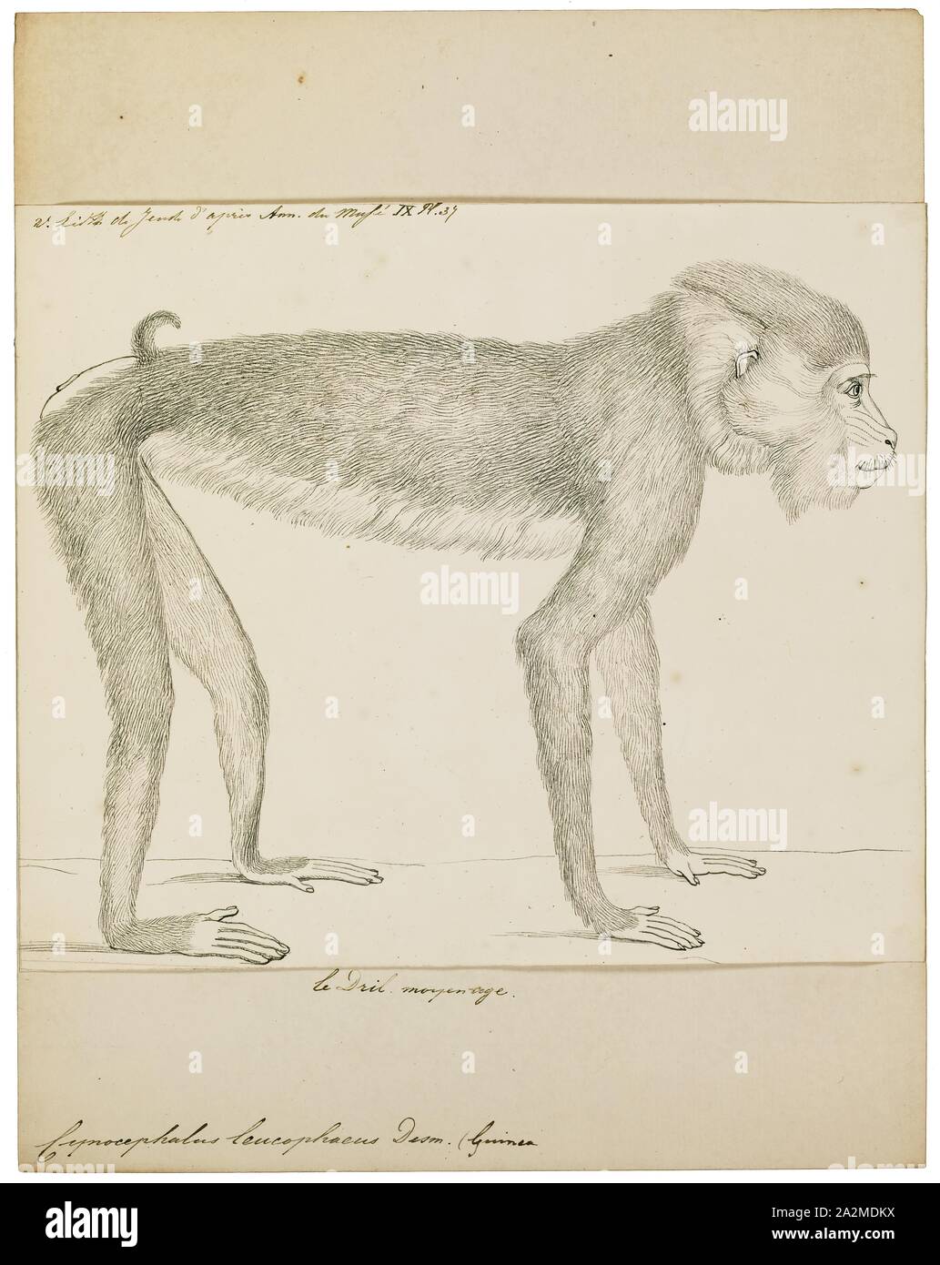 Cynocephalus leucophaeus, Print, The Philippine flying lemur or ...