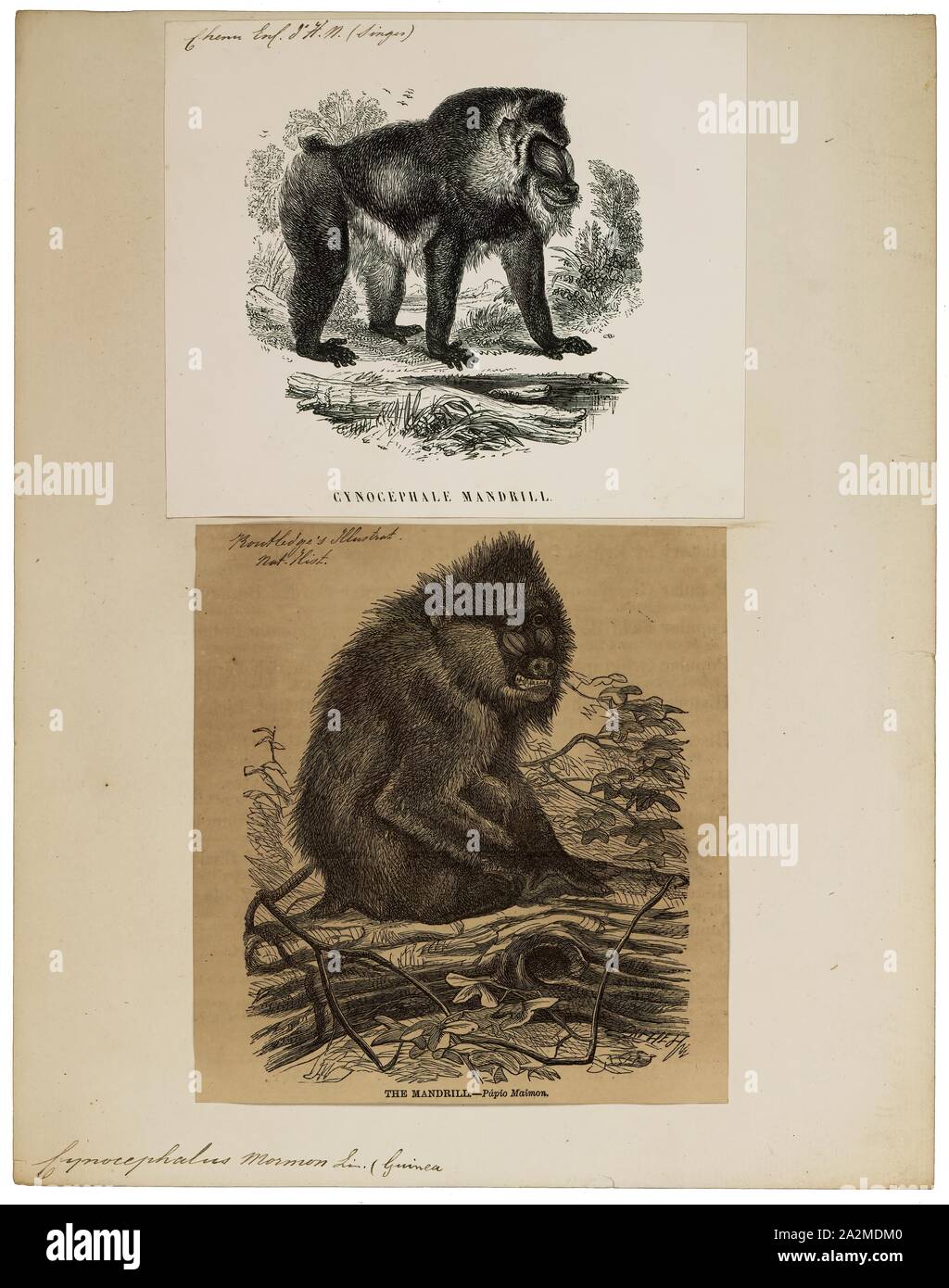 Cynocephalus mormon, Print, The Philippine flying lemur or Philippine ...