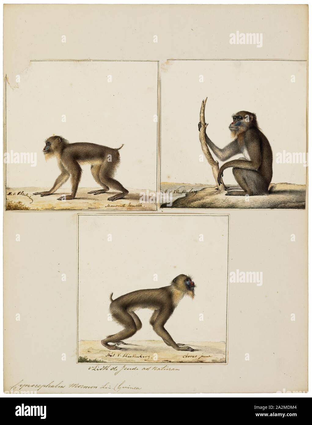Cynocephalus mormon, Print, The Philippine flying lemur or Philippine ...
