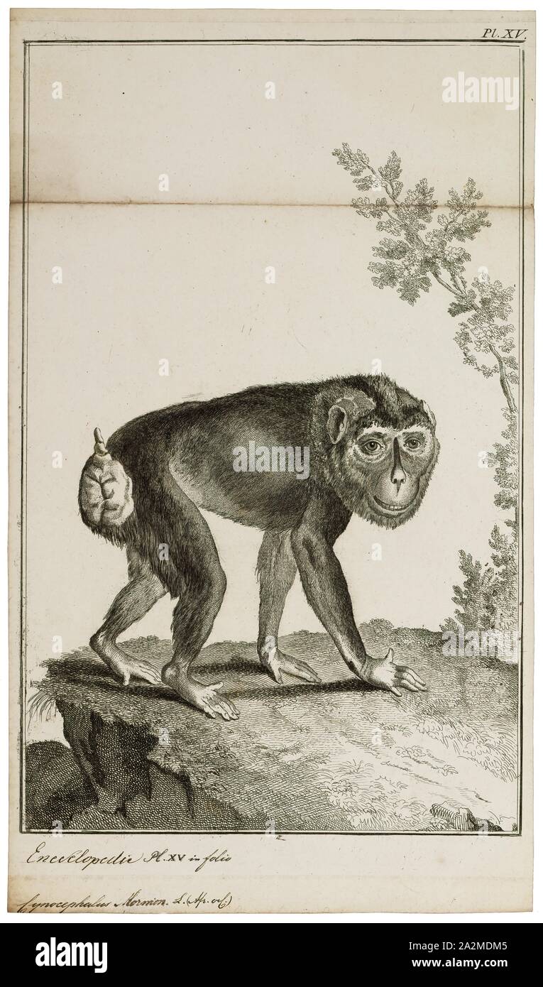 Cynocephalus mormon, Print, The Philippine flying lemur or Philippine ...