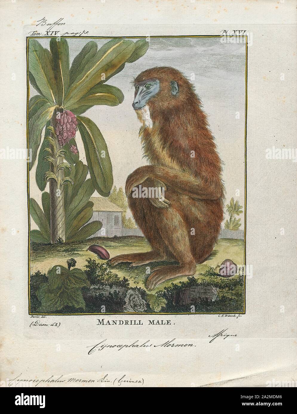 Cynocephalus mormon, Print, The Philippine flying lemur or Philippine ...