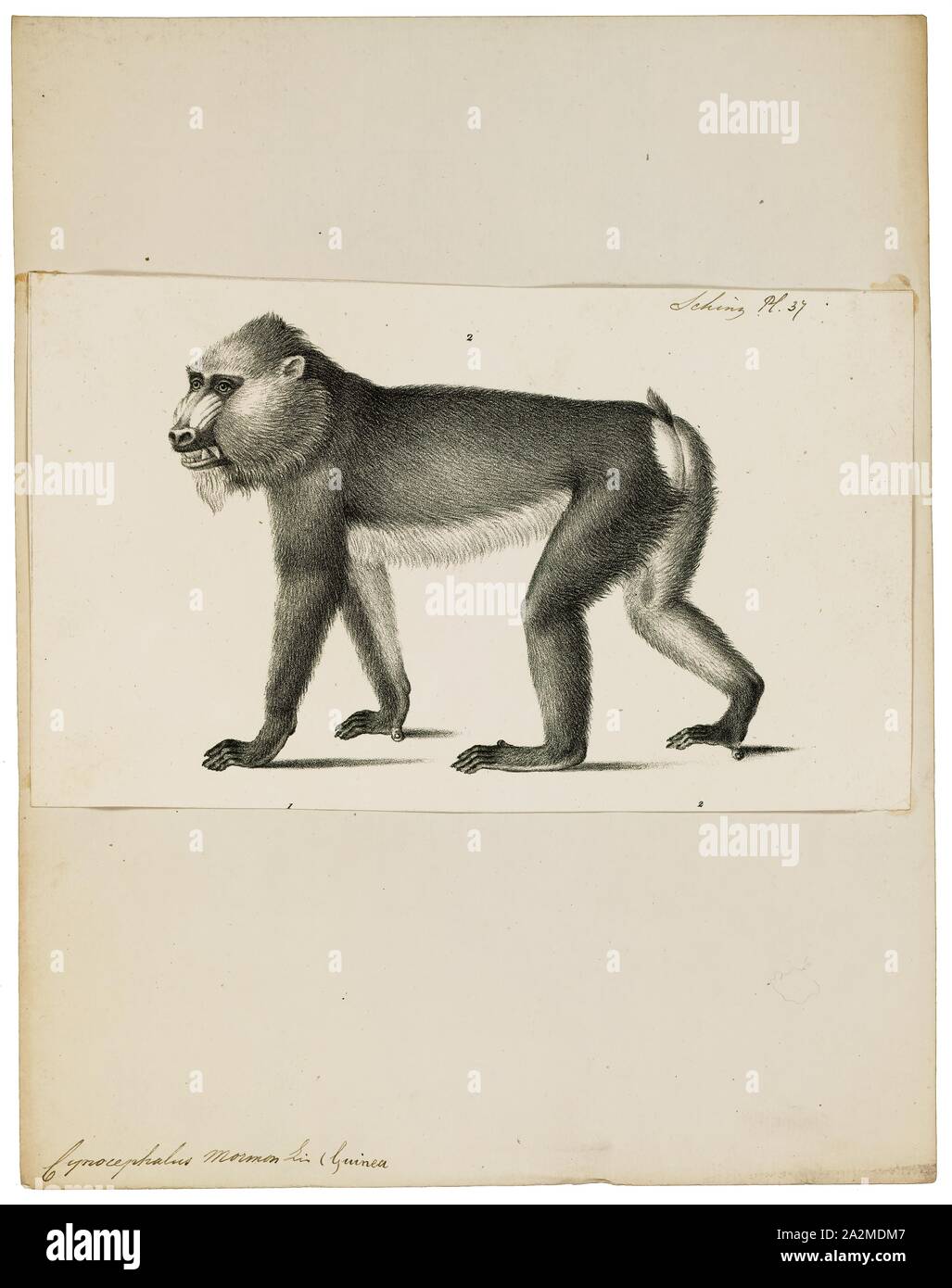 Cynocephalus mormon, Print, The Philippine flying lemur or Philippine ...