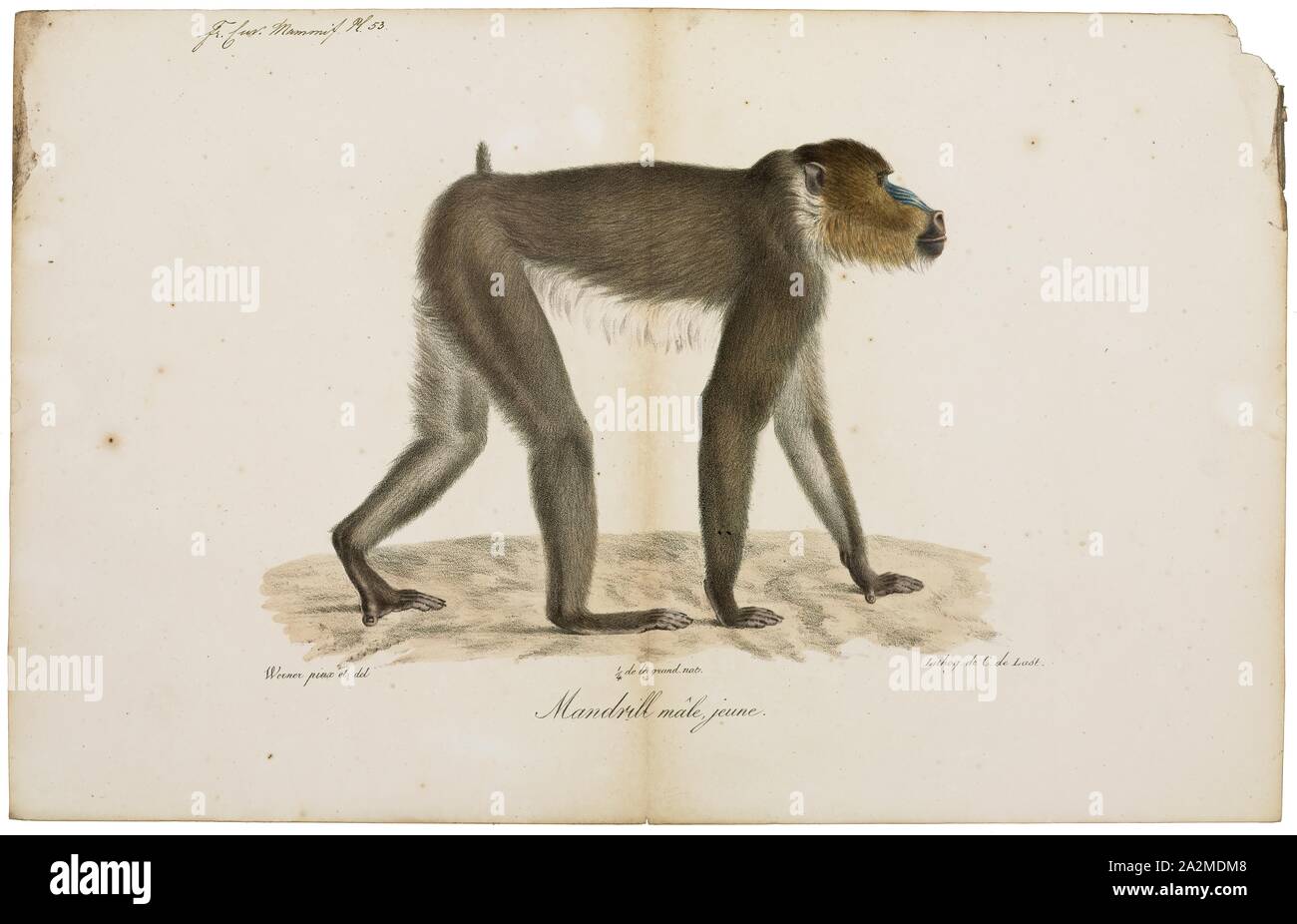 Cynocephalus mormon, Print, The Philippine flying lemur or Philippine ...