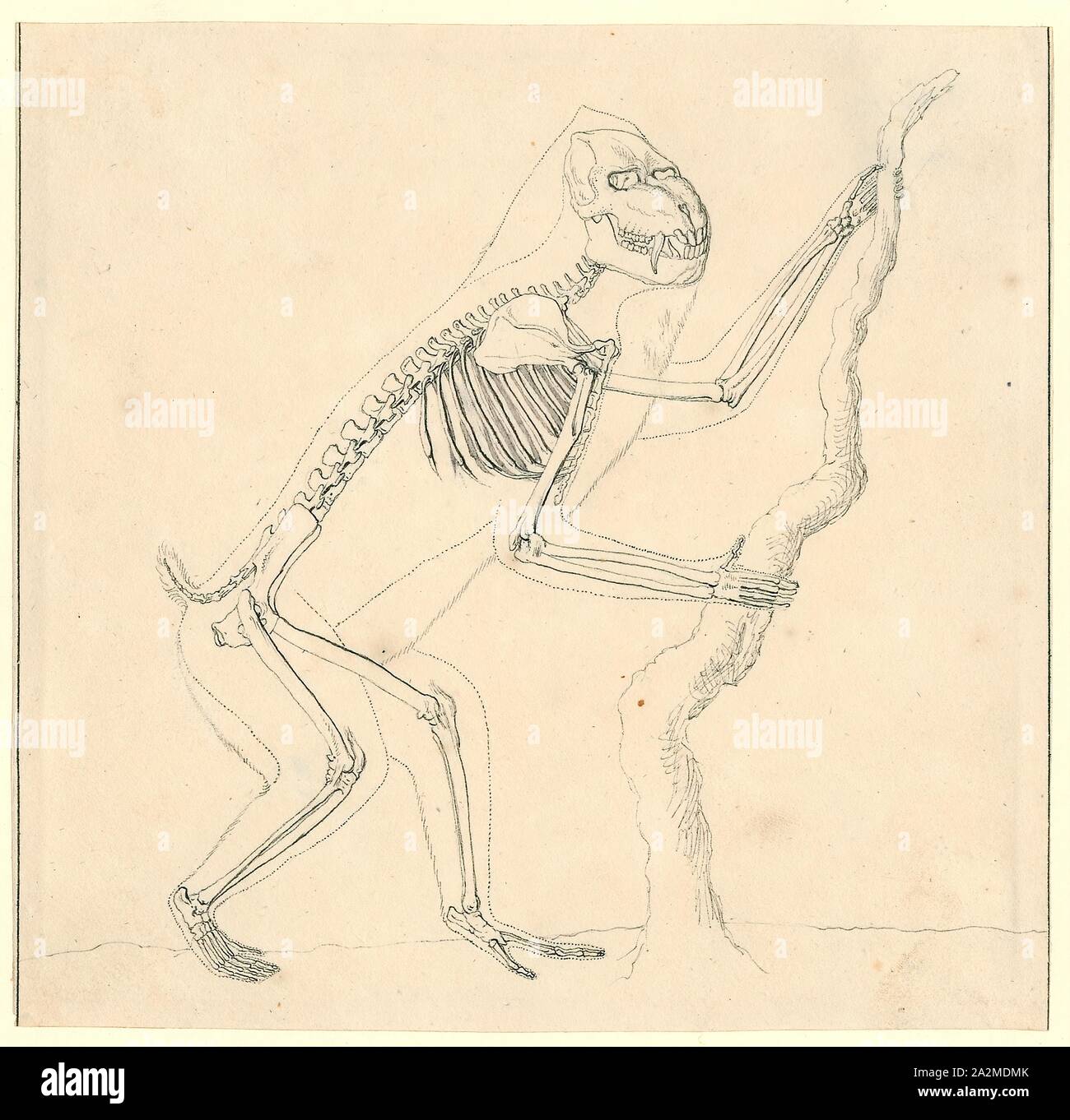 Flying lemur skeleton hi-res stock photography and images - Alamy