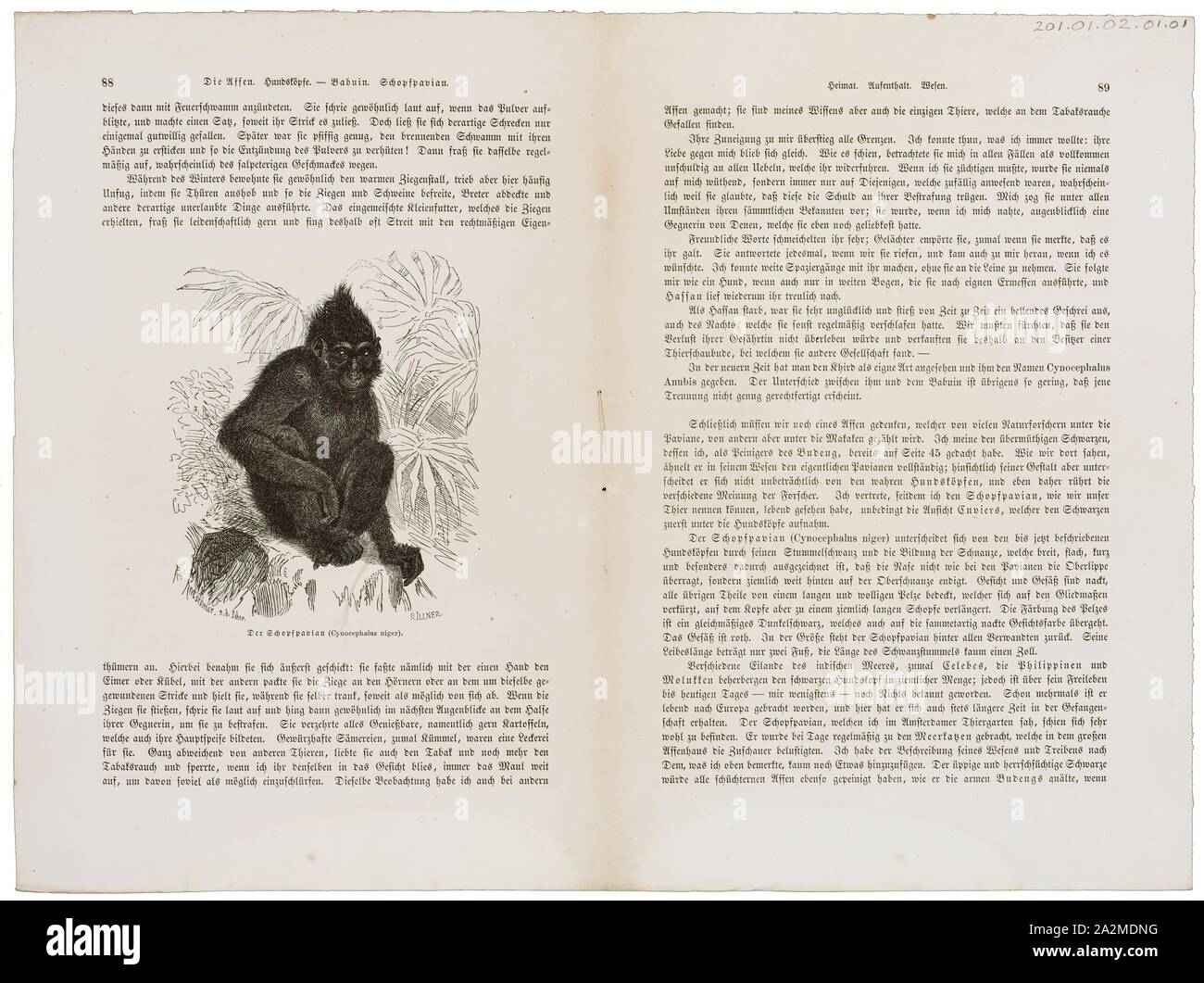 Philippine flying lemur hi-res stock photography and images - Alamy