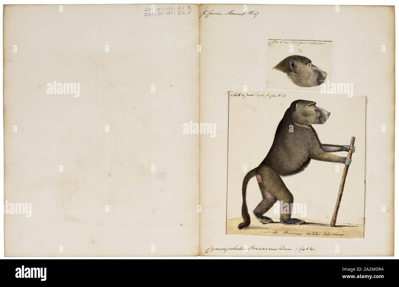 Philippine flying lemur hi-res stock photography and images - Alamy