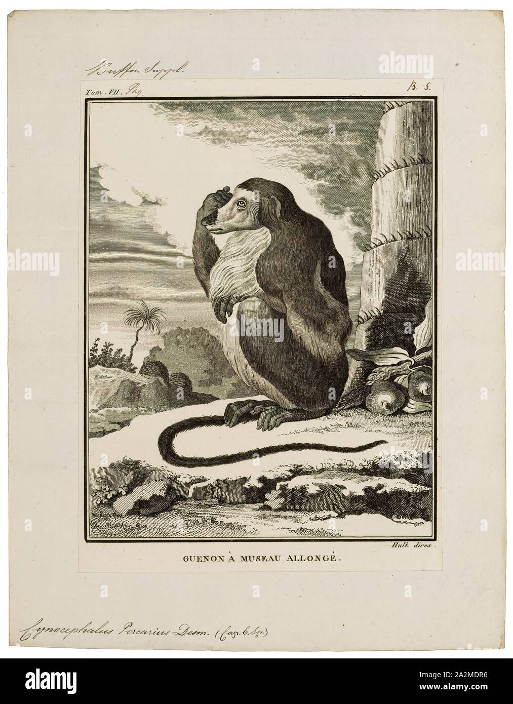 Cynocephalus porcarius, Print, The Philippine flying lemur or ...