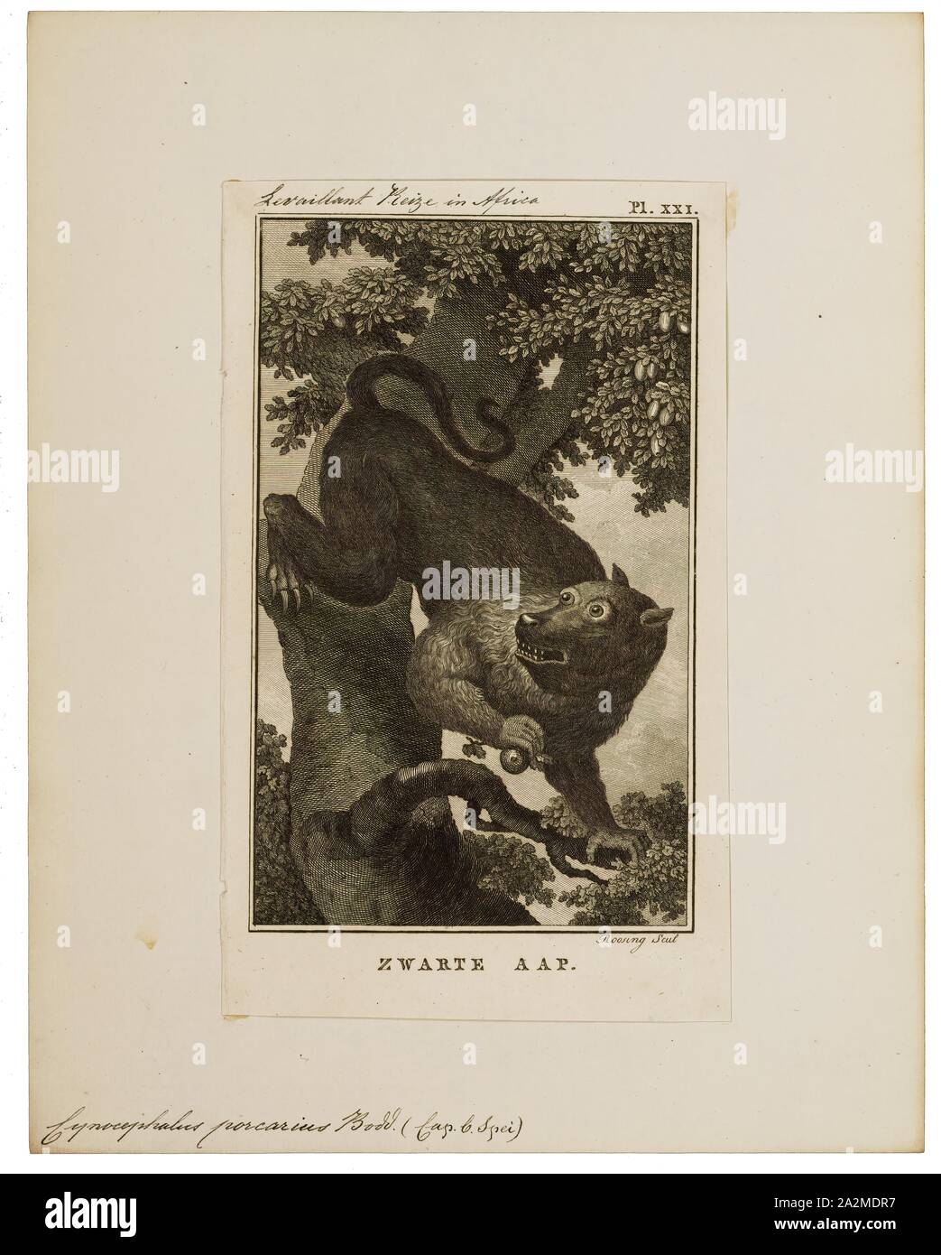 Philippine flying lemur hi-res stock photography and images - Alamy