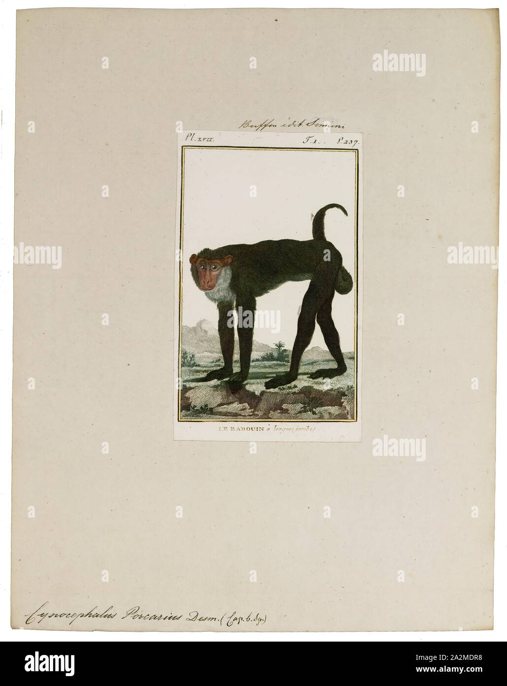 Cynocephalus porcarius, Print, The Philippine flying lemur or ...