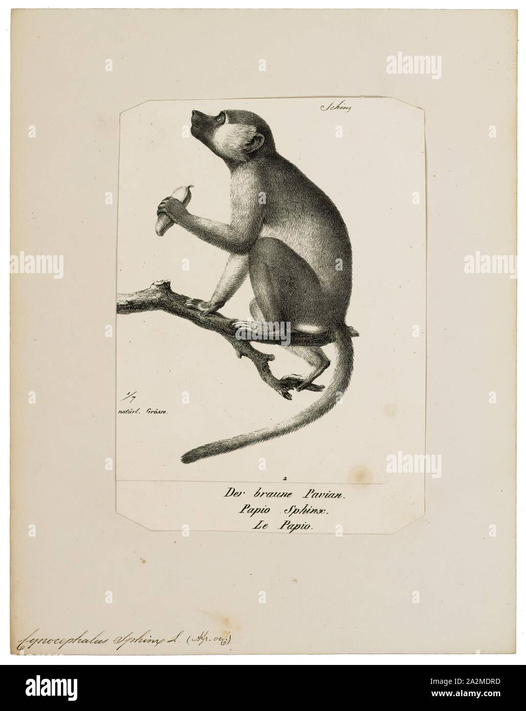 Cynocephalus sphinx hi-res stock photography and images - Alamy