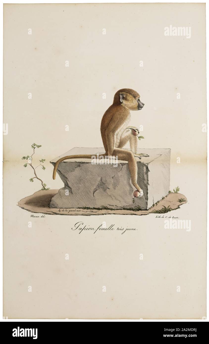 Philippine flying lemur hi-res stock photography and images - Alamy