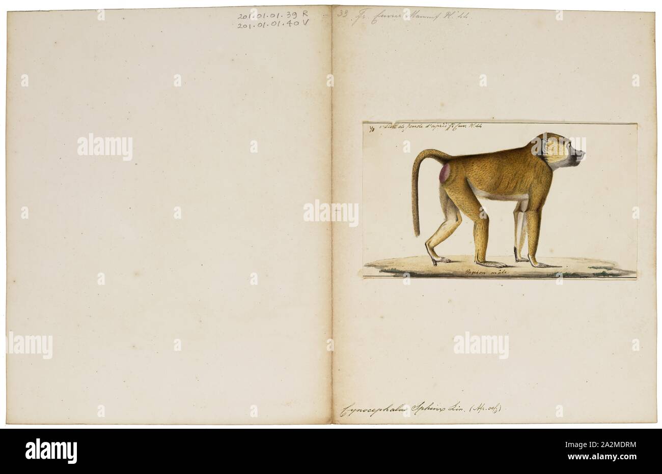 Cynocephalus sphinx, Print, The Philippine flying lemur or Philippine ...