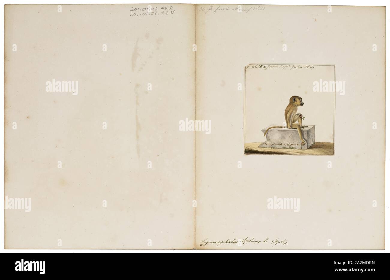 Cynocephalus sphinx, Print, The Philippine flying lemur or Philippine ...