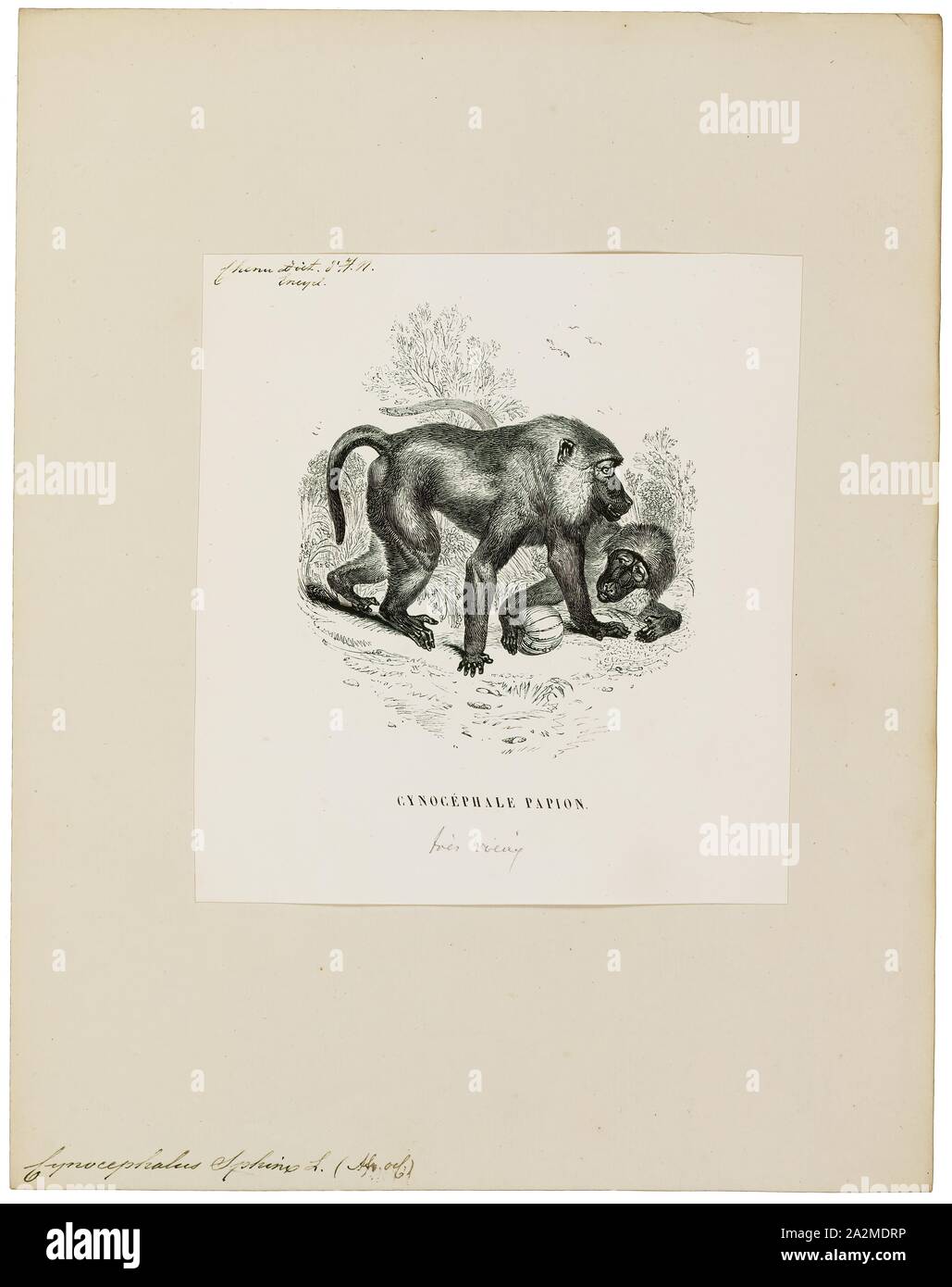 Cynocephalus sphinx, Print, The Philippine flying lemur or Philippine ...