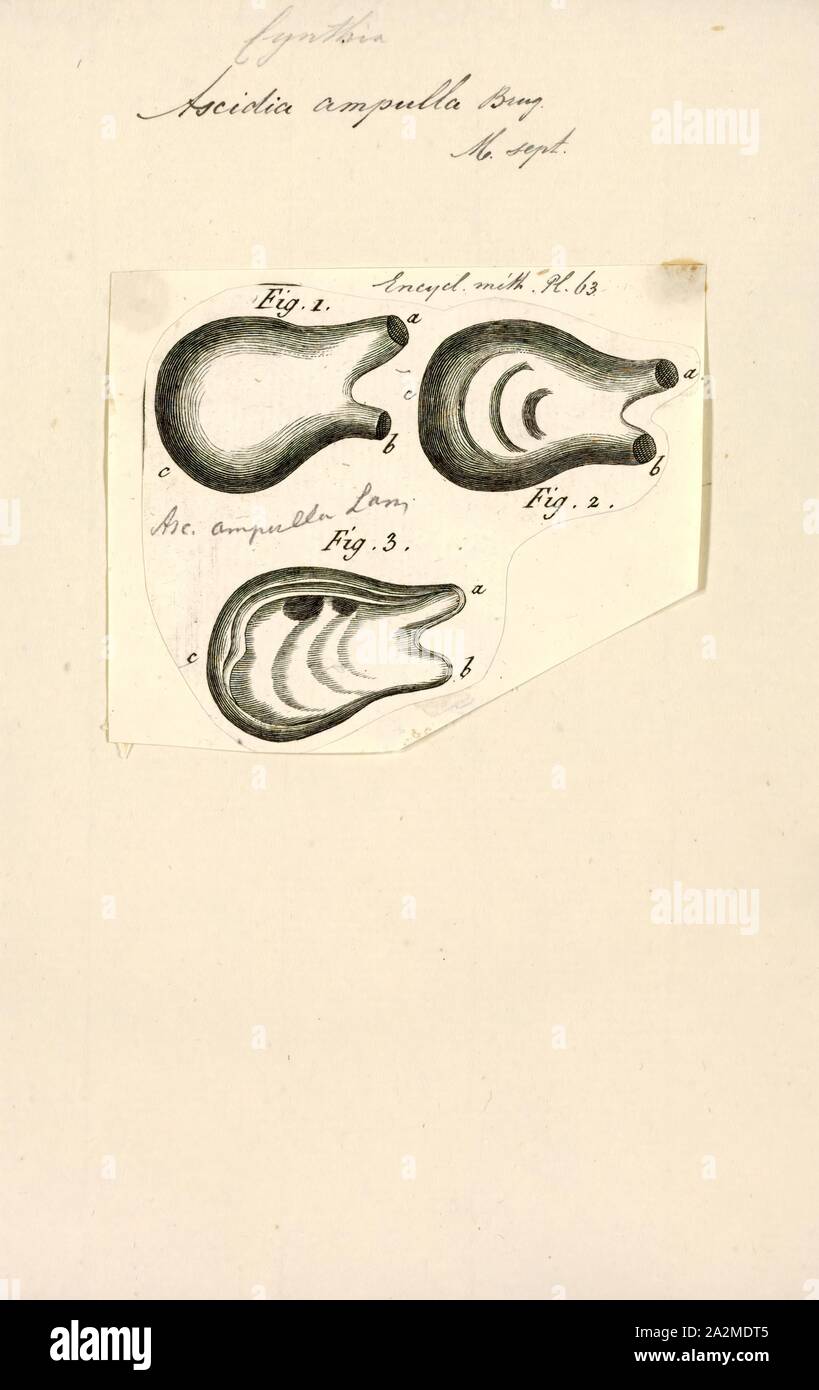 Ampulla or vater hi-res stock photography and images - Alamy