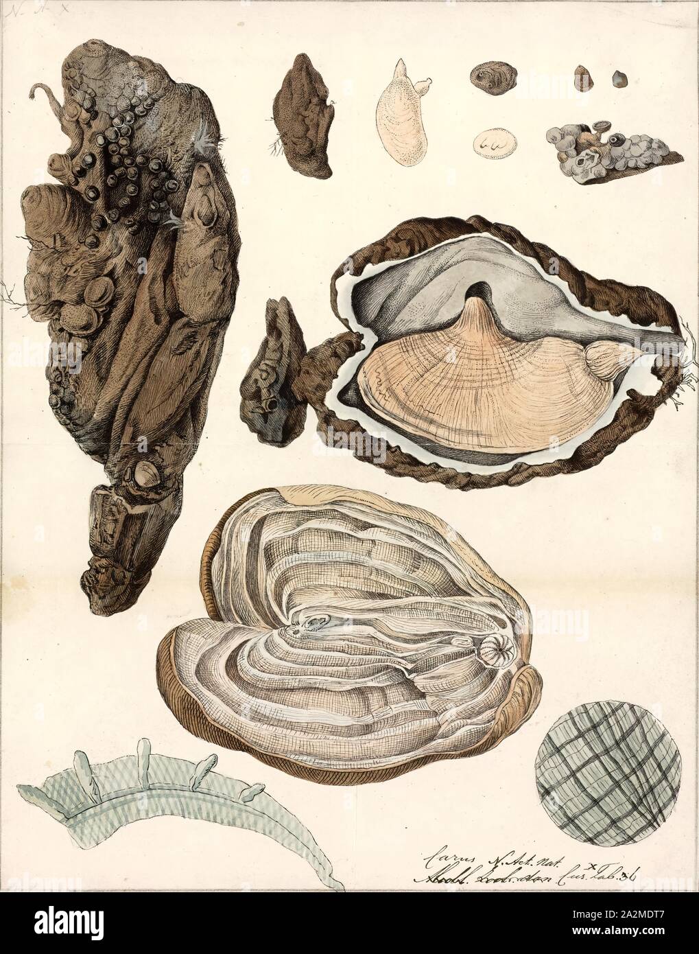 Cynthia microcosmus, Print, Biota Animalia (Kingdom) Chordata (Phylum ...