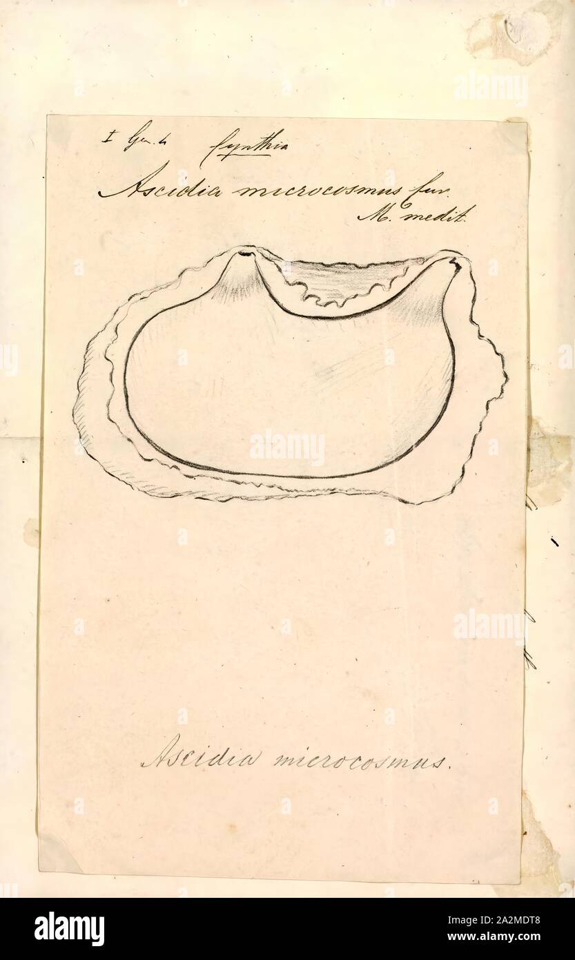 Cynthia microcosmus, Print, Biota Animalia (Kingdom) Chordata (Phylum ...
