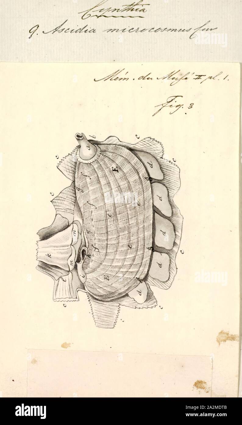 Cynthia microcosmus, Print, Biota Animalia (Kingdom) Chordata (Phylum ...