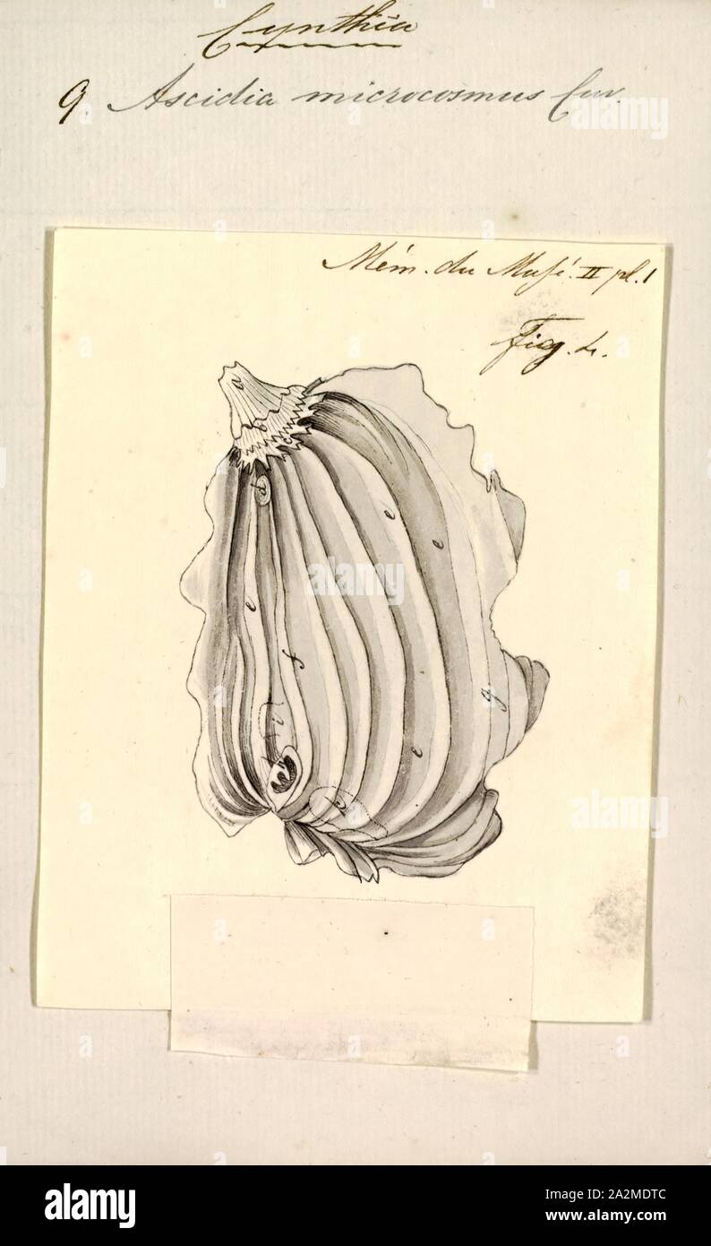 Cynthia microcosmus, Print, Biota Animalia (Kingdom) Chordata (Phylum ...