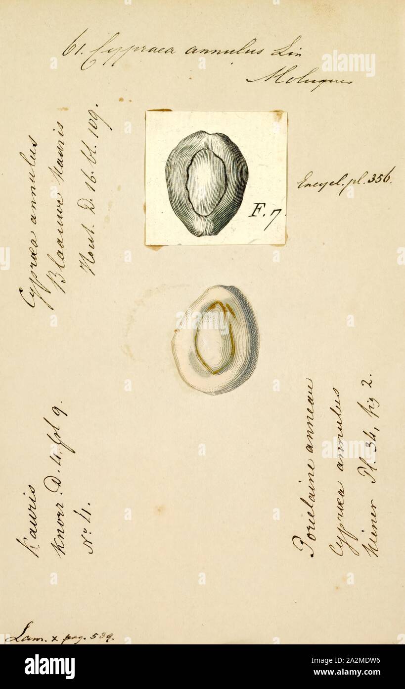 Ring top cowrie hi-res stock photography and images - Alamy