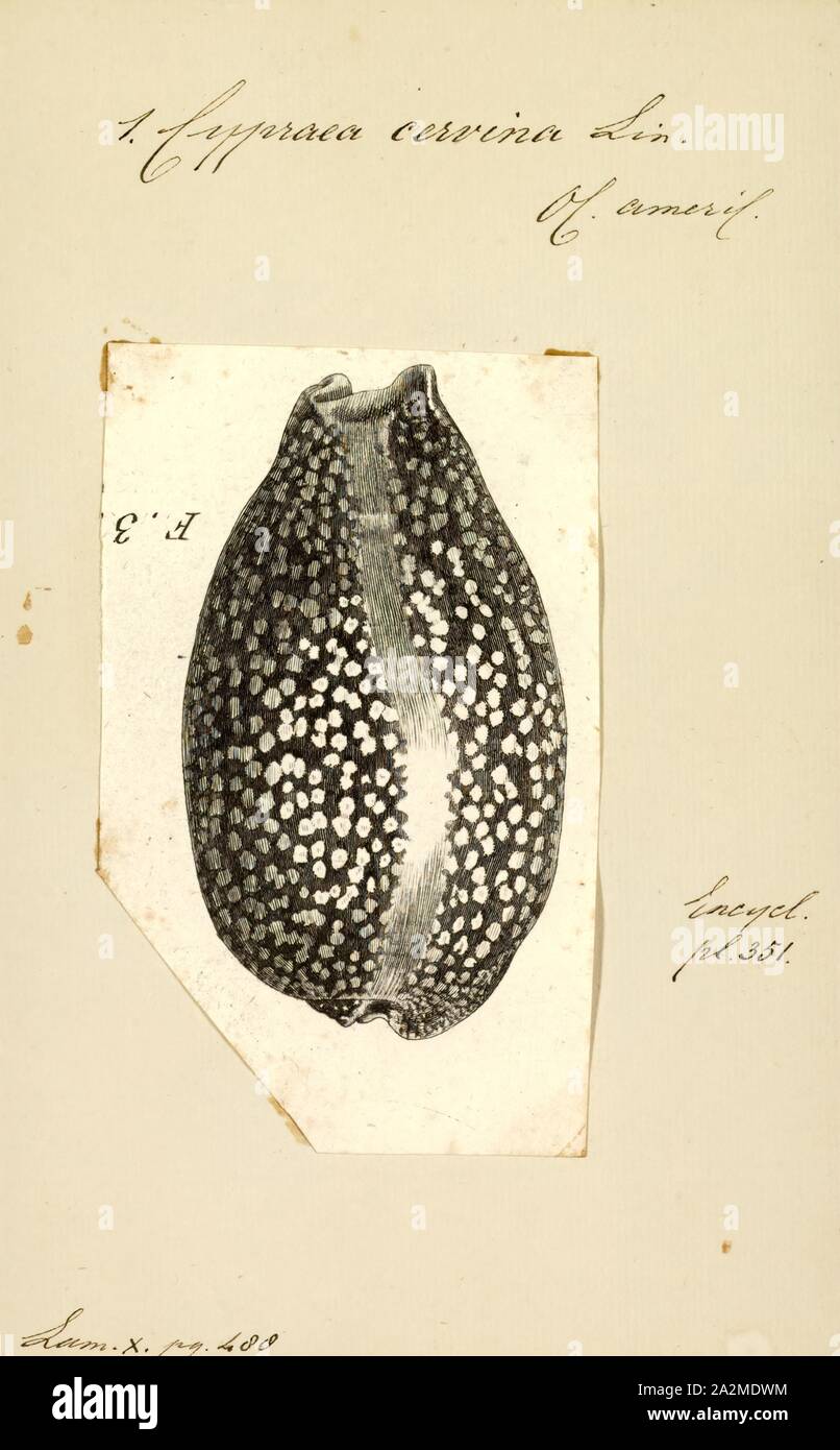 Cypraea cervina hi-res stock photography and images - Alamy