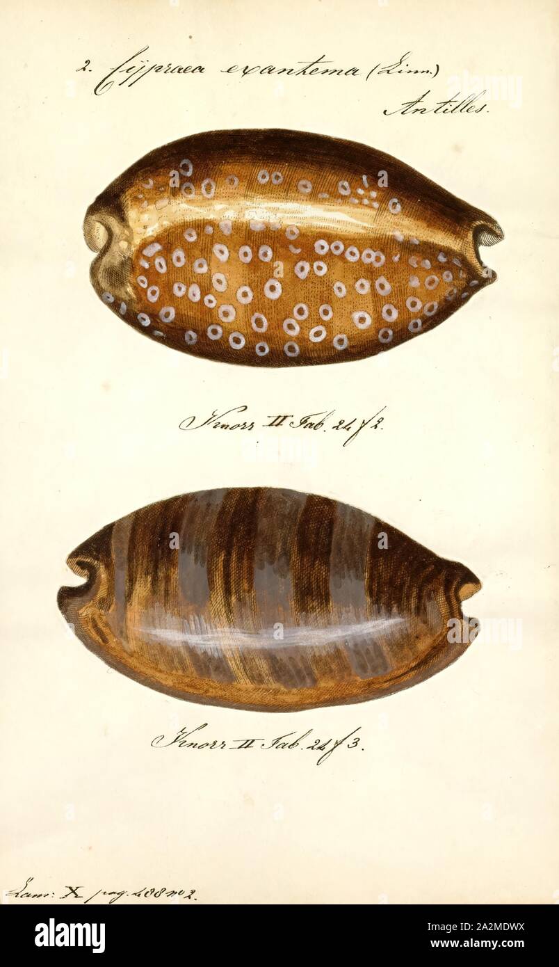 Cypraea exantema, Print, Cypraea albuginosa, museum specimens ...