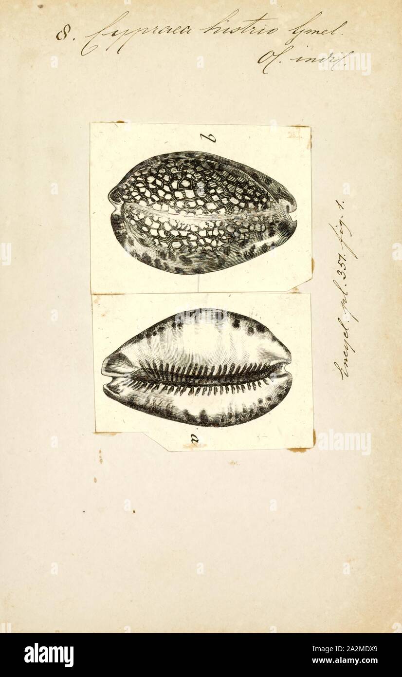 Cypraea histrio, Print, Mauritia histrio, common name the harlequin ...