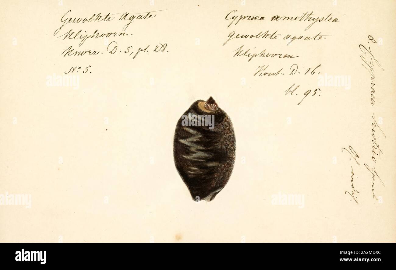 Cypraea histrio hi-res stock photography and images - Alamy