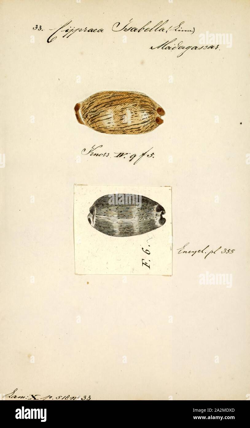 Isabella cowry hi-res stock photography and images - Alamy