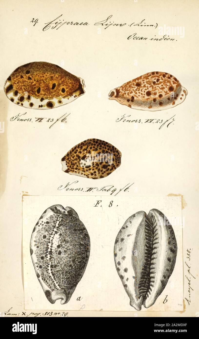 Cypraea lynx, Print, Lyncina lynx, common name : the lynx cowry or eyed ...