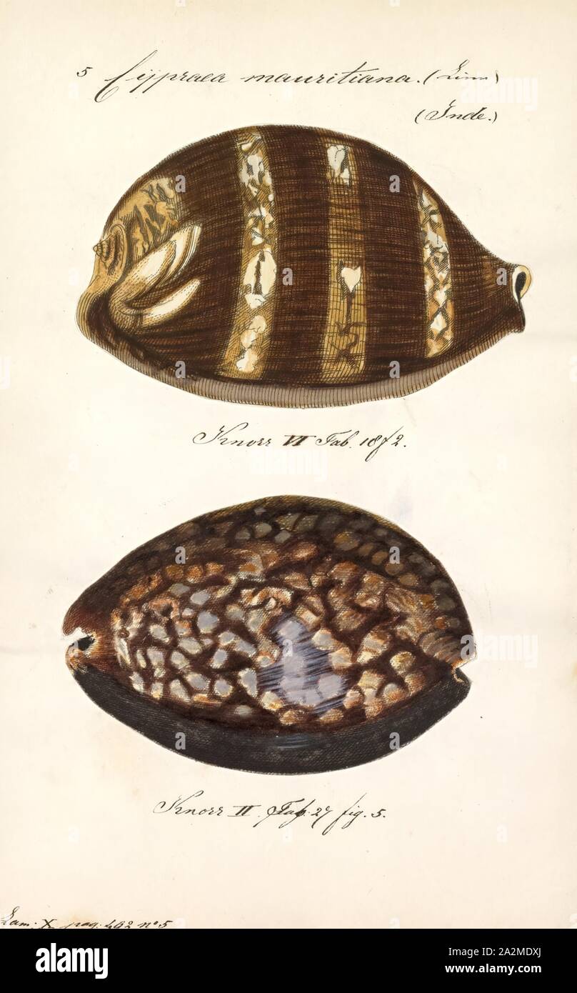 Humpback cowry hi-res stock photography and images - Alamy