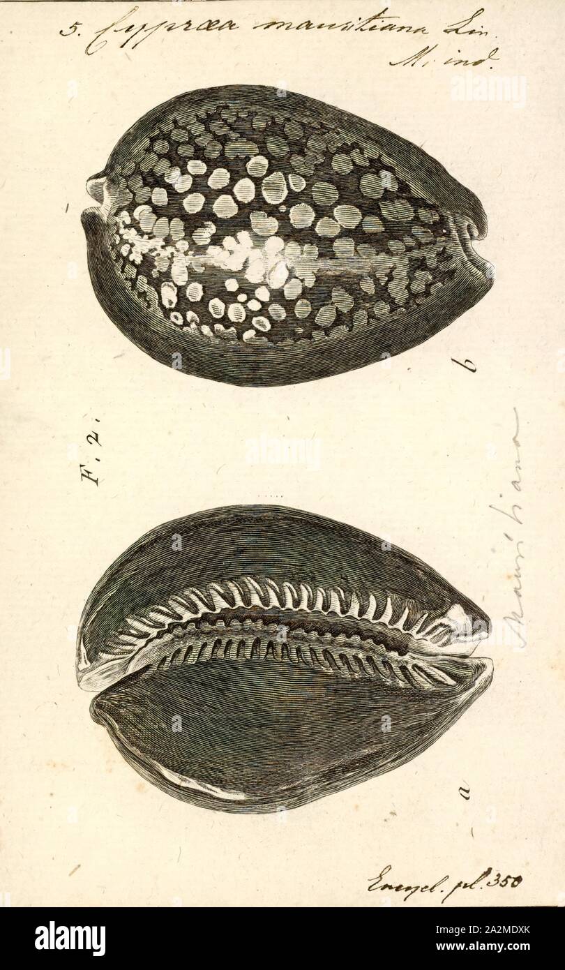 Mauritius cowry hi-res stock photography and images - Alamy