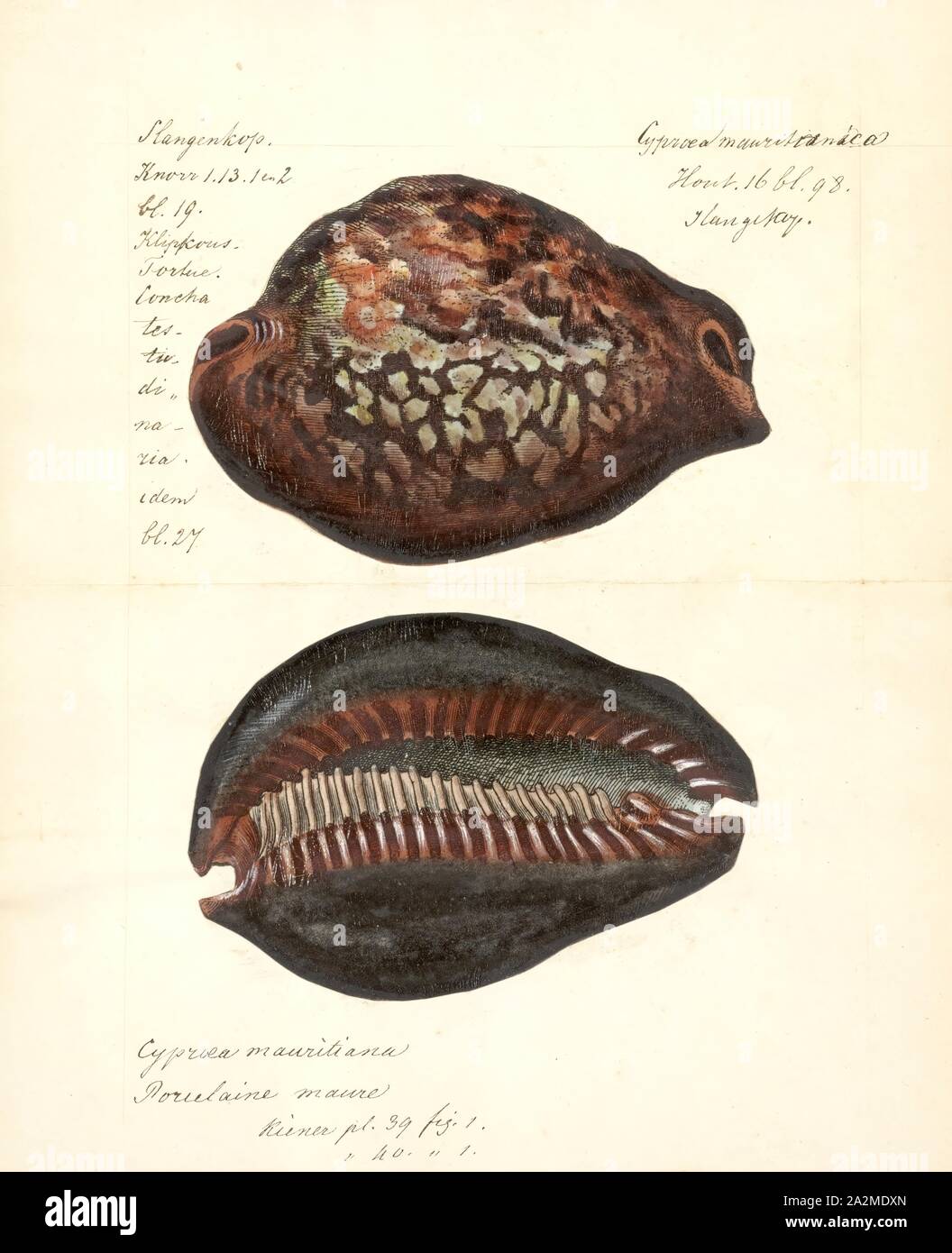 Cypraea mauritiana, Print, Mauritia mauritiana, common names the ...