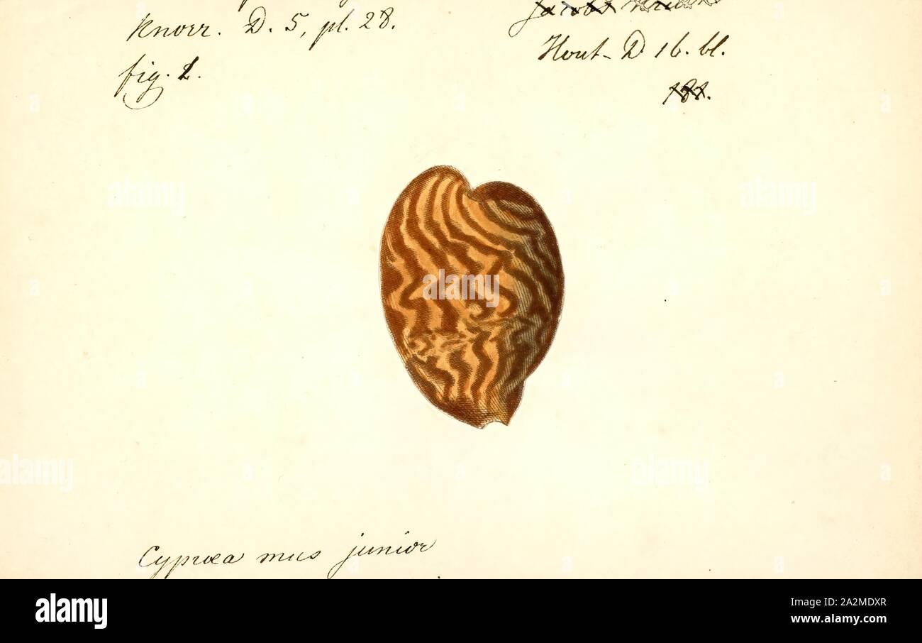 Cypraea mus junior hi-res stock photography and images - Alamy