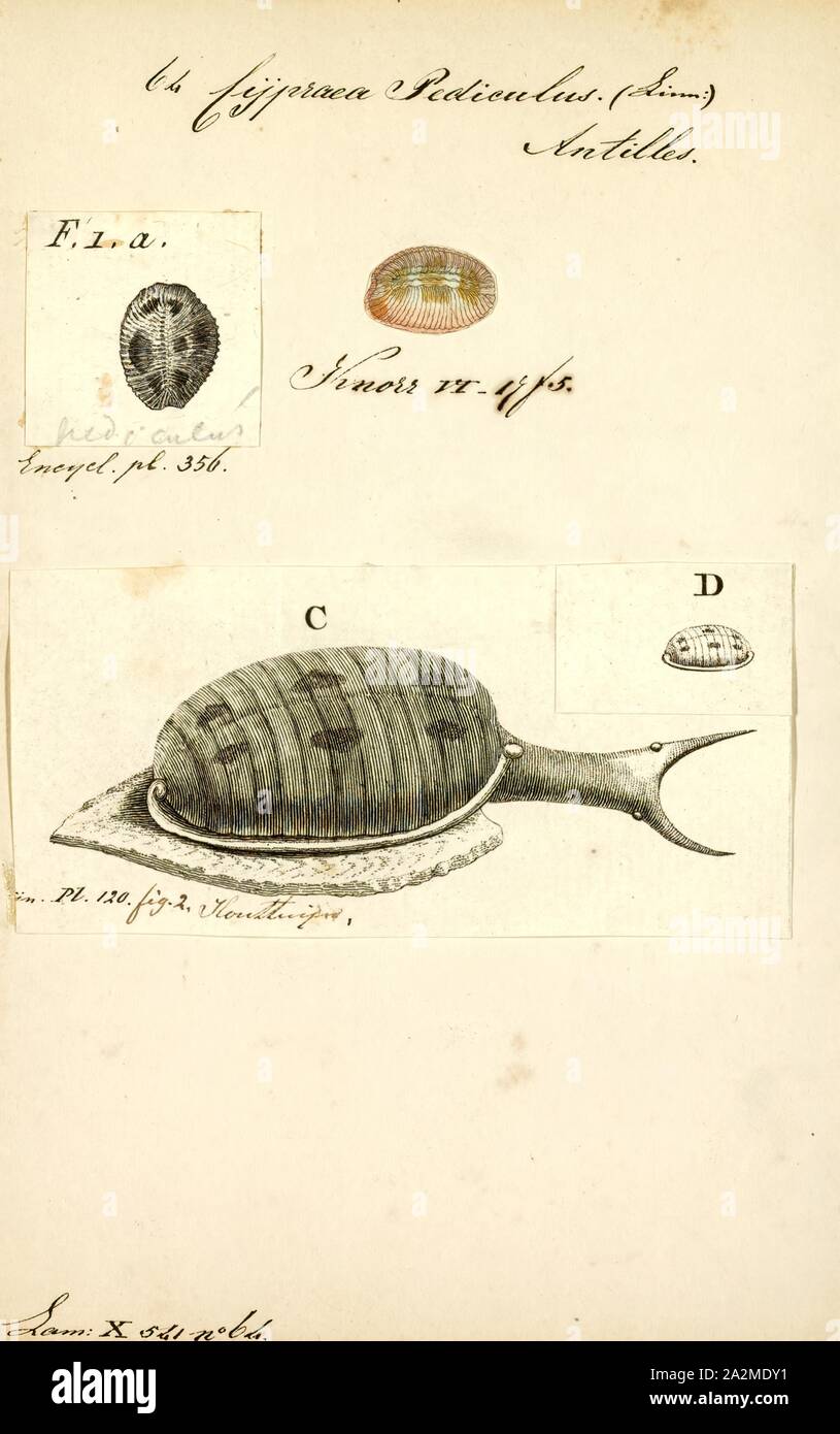 Cypraea pediculus, Print, Cypraea albuginosa, museum specimens ...