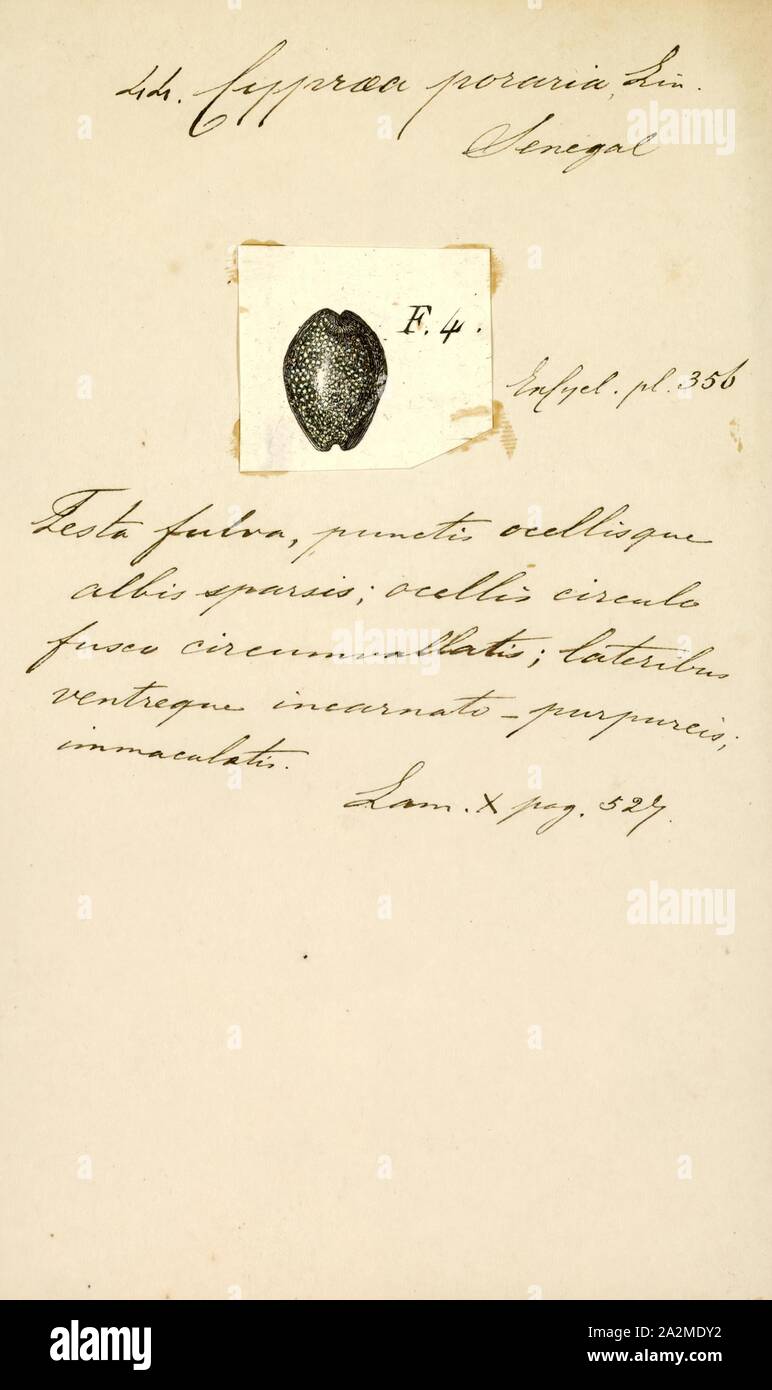 Porous cowry naria poraria hi-res stock photography and images - Alamy