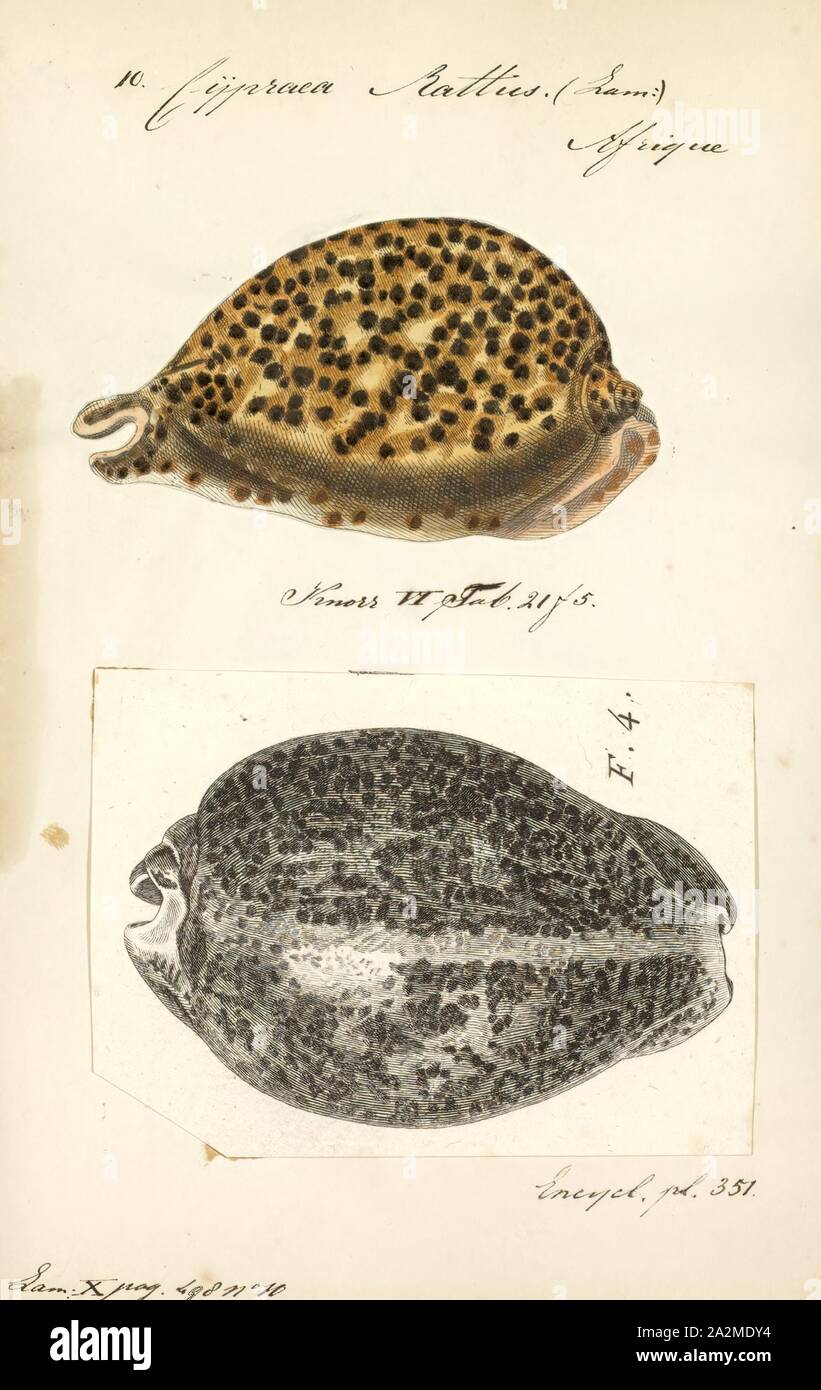 Cypraea rattus, Print, Cypraea albuginosa, museum specimens. Naturalis ...