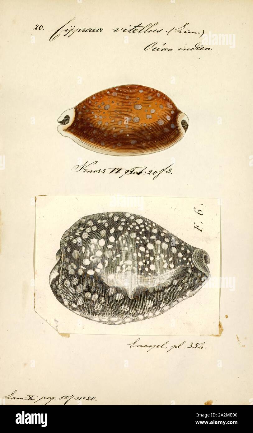 Calf cowry hi-res stock photography and images - Alamy