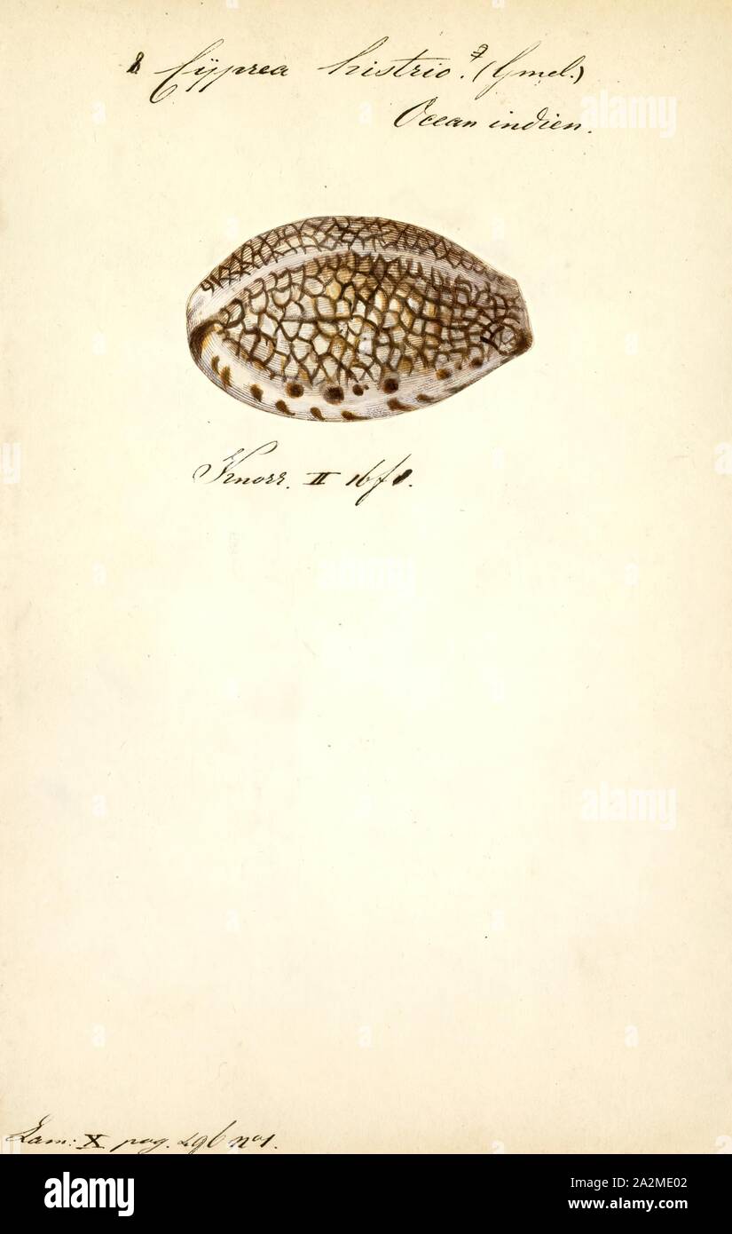 Cyprea histrio, Print Stock Photo - Alamy